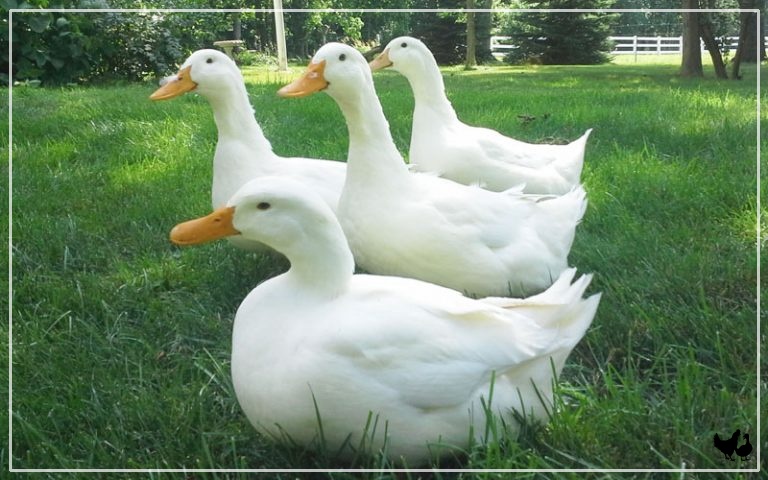 How to Tell if a Duck is Dying? - LearnPoultry