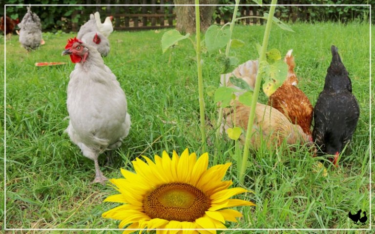 Why Are Chickens Aggressive? How to Deal with Hostile Hens? - LearnPoultry