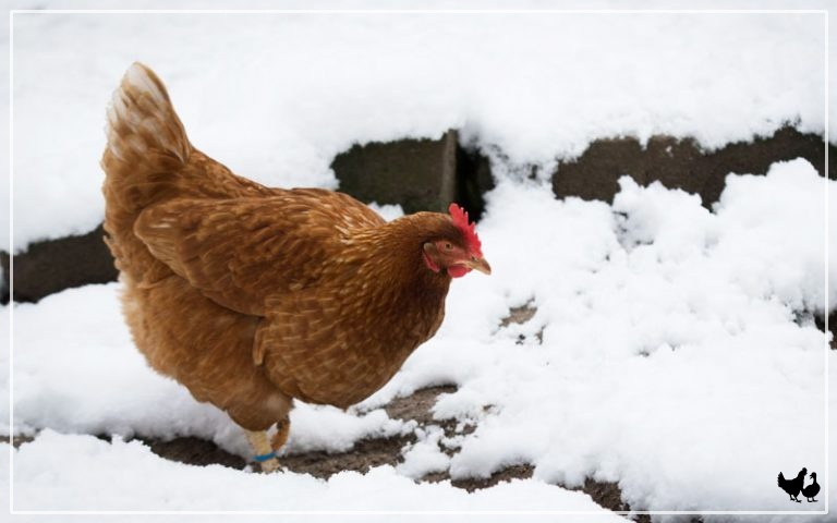 Do Chickens Get Depressed? 7 Signs of Depression - LearnPoultry