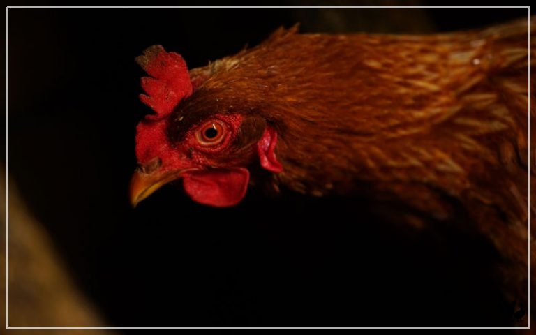 Why do Chickens Eat Rocks and Stones? - LearnPoultry