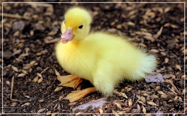 Crested Duck - Breed Profile & Facts - LearnPoultry