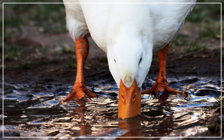 How to Tell if a Duck is Dying? - LearnPoultry