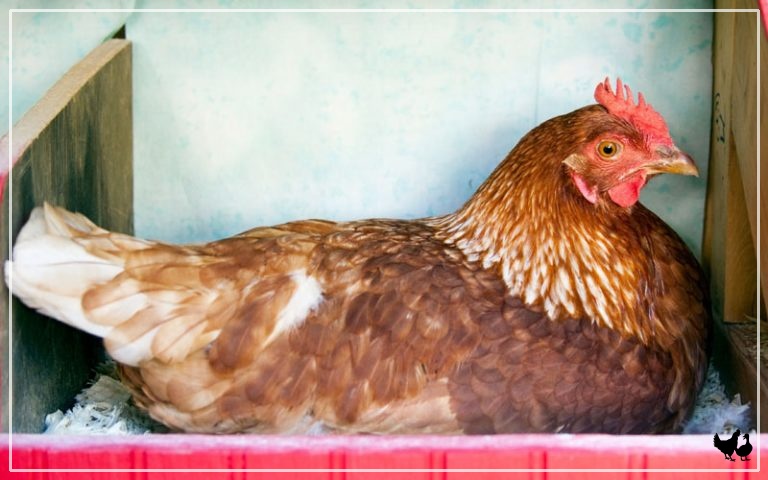 How Fast Can a Chicken Run? - LearnPoultry