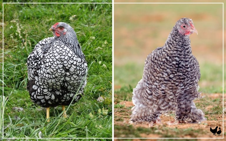 Mystic Onyx Chicken - Breed Profile & Facts - LearnPoultry
