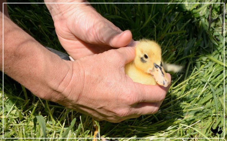 Ancona Duck - Breed Profile & Facts - LearnPoultry