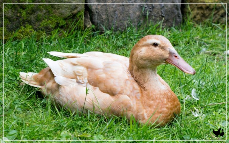 13 Facts about Runner Ducks That Will Surprise You - LearnPoultry