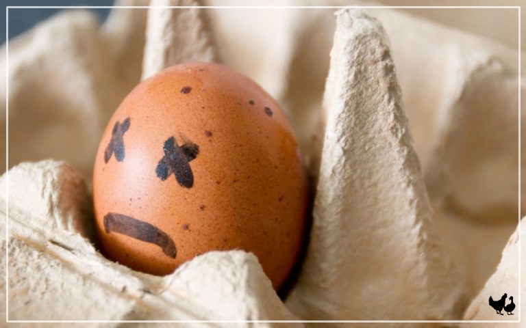 Can You Get Sick from Eating Eggs from a Sick Chicken? - LearnPoultry