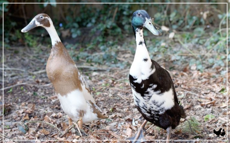 Indian Runner Duck - Breed Profile & Facts - LearnPoultry