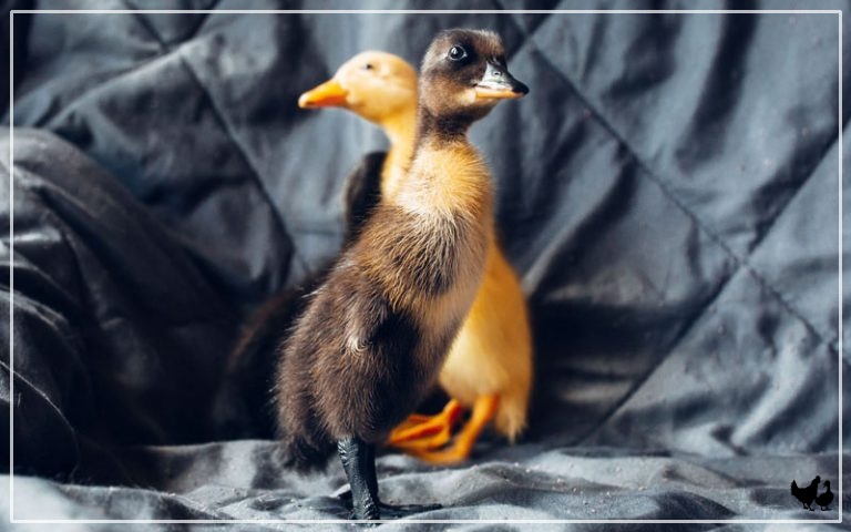 13 Facts about Runner Ducks That Will Surprise You - LearnPoultry