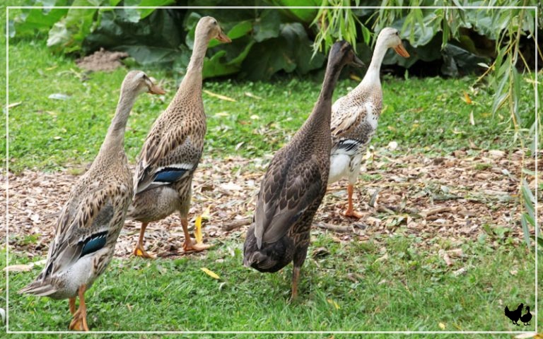 13 Facts about Runner Ducks That Will Surprise You - LearnPoultry