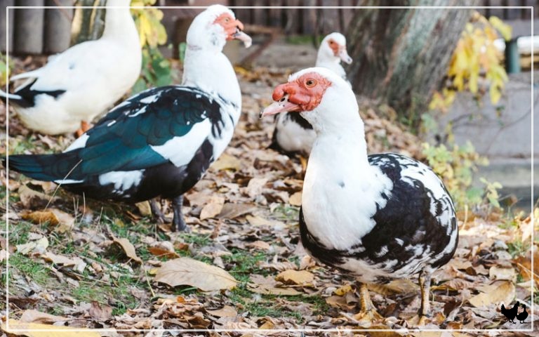 Crested Duck - Breed Profile & Facts - LearnPoultry