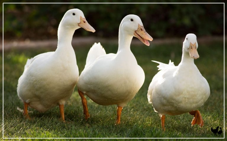 Pekin Duck - Breed Profile & Facts - LearnPoultry