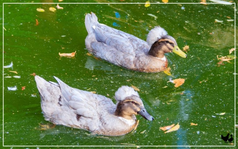 Crested Duck - Breed Profile & Facts - LearnPoultry
