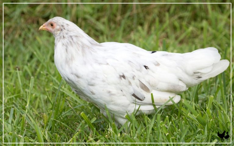 Appenzeller Chickens - Breed Profile & Facts - LearnPoultry