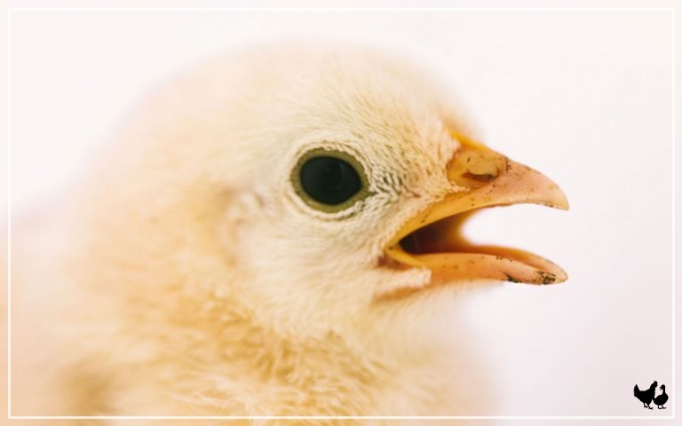What Grains are Good for Chickens? - LearnPoultry