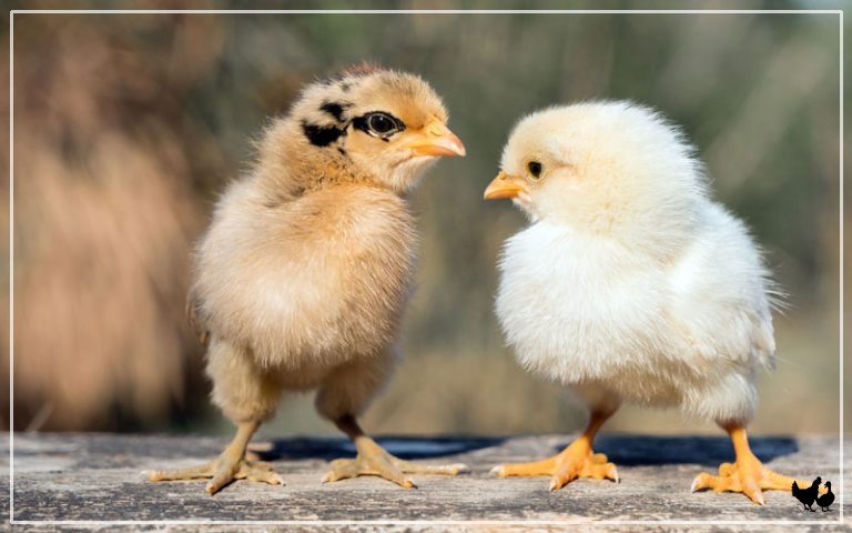 Why Do Chickens Eat Their Own Poop? - LearnPoultry