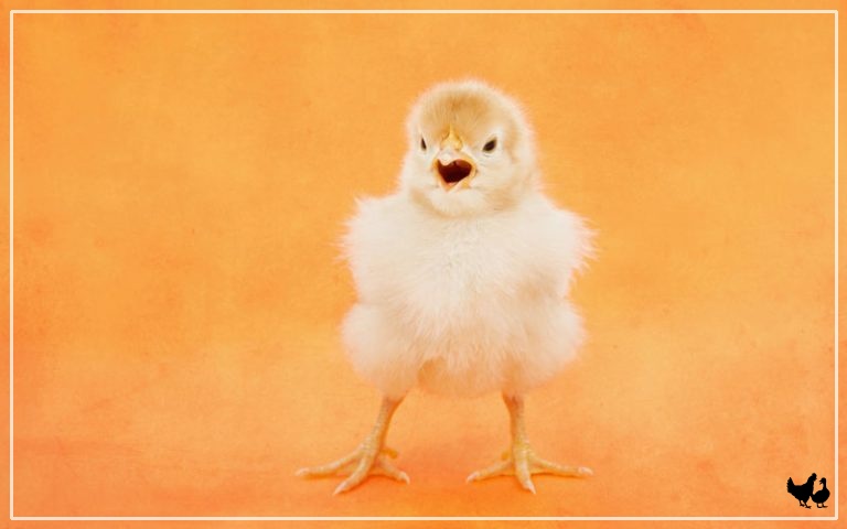 Cuteness Overload: 10 Adorable Facts About Baby Chicks - LearnPoultry