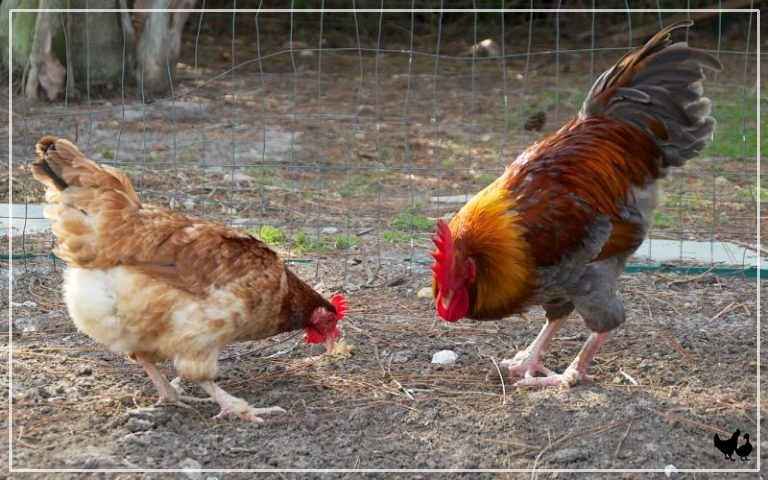 Marans Chicken Types - 10 Different Marans Breeds - LearnPoultry