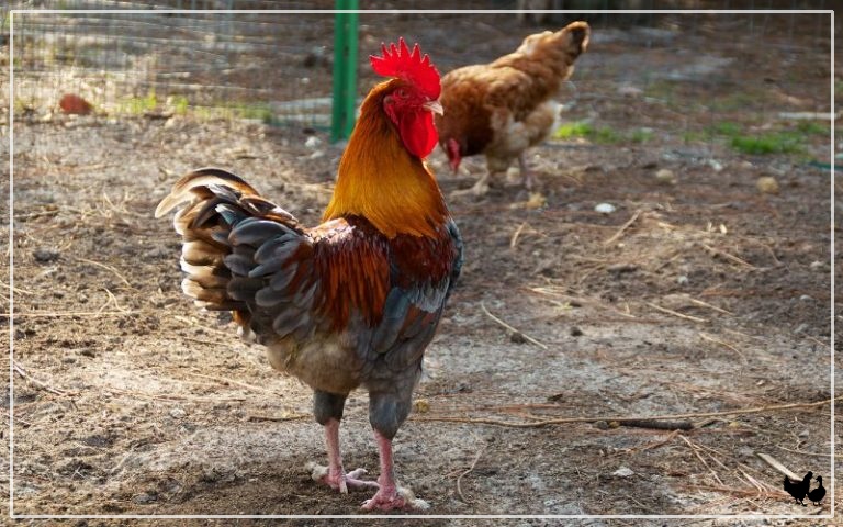 How to Remove Rooster Spurs? - LearnPoultry