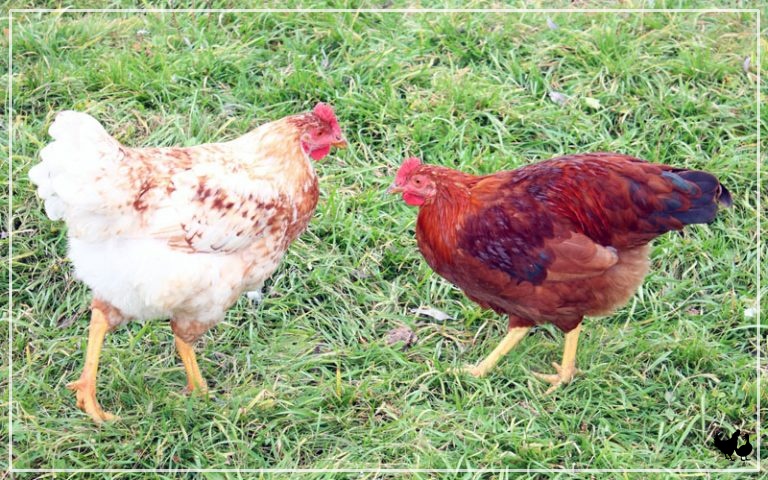How Fast Can a Chicken Run? - LearnPoultry