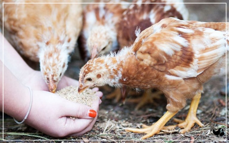 Do Chickens Have Ears? 5 Interesting Facts - LearnPoultry