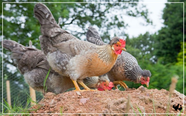 Chicken Anatomy - The Complete Guide - LearnPoultry