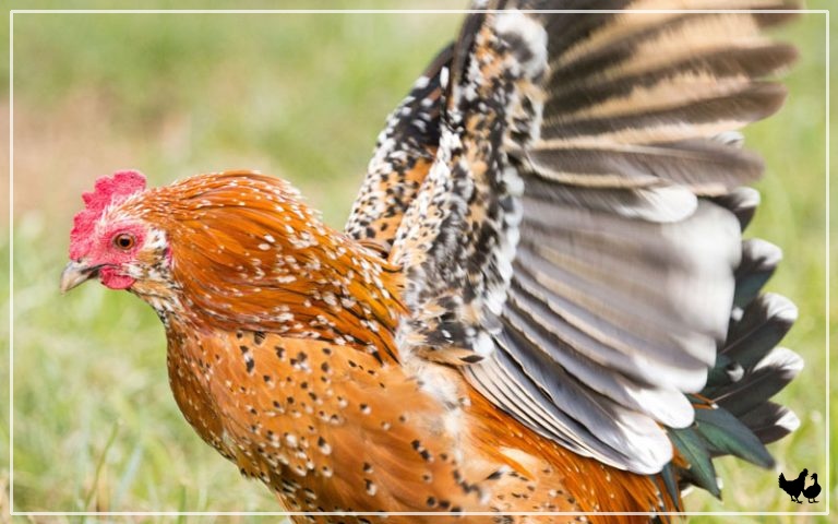 What is a Chicken Run? - LearnPoultry