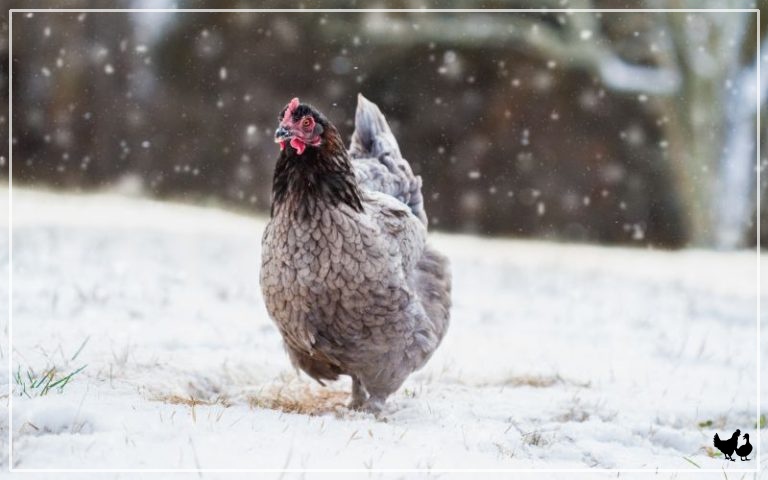 Marans Chicken Types - 10 Different Marans Breeds - LearnPoultry