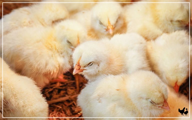 Can You Use Sevin Dust on Chickens? - LearnPoultry