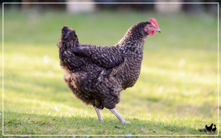 Marans Chicken Types - 10 Different Marans Breeds - LearnPoultry