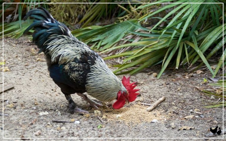 Marans Chicken Types - 10 Different Marans Breeds - LearnPoultry