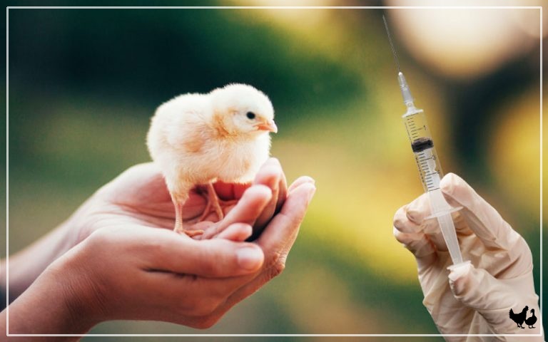 How Fast Can a Chicken Run? - LearnPoultry