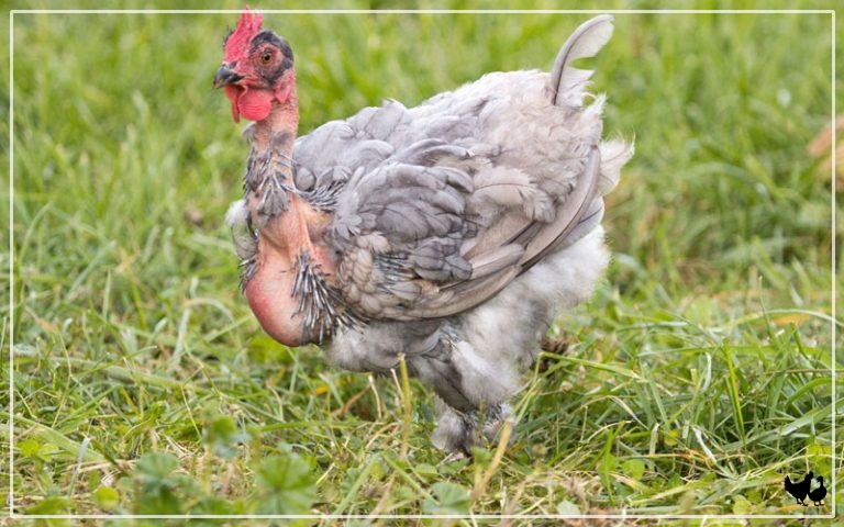 Why do Chickens Molt in the Summer? - LearnPoultry