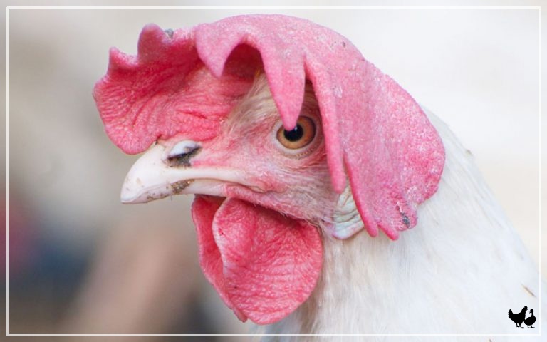 Why Do Chickens Have Combs? - LearnPoultry