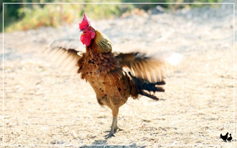 Can Roosters Fly? Interesting Facts to Know - LearnPoultry