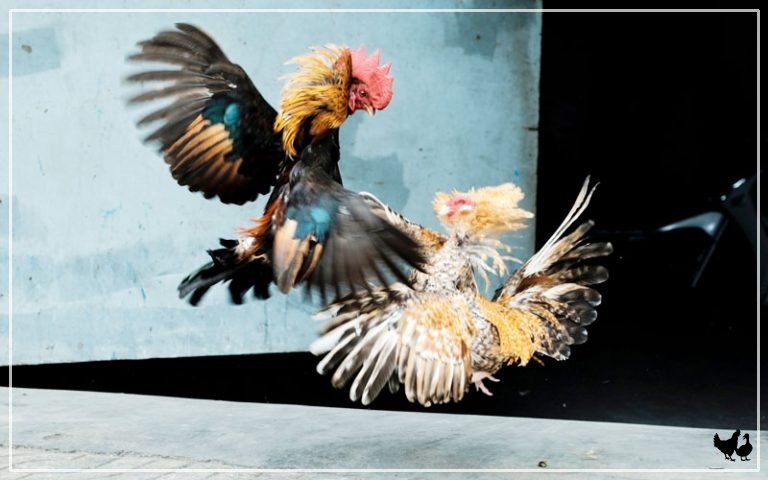 Can Roosters Fly? Interesting Facts to Know - LearnPoultry