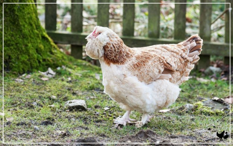 Do Chickens Get Depressed? 7 Signs of Depression - LearnPoultry