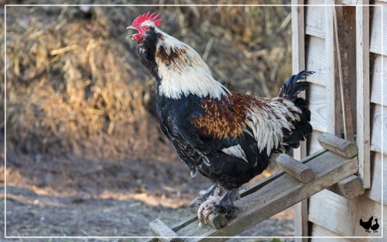 Salmon Faverolle Chicken - Breed Profile & Facts - LearnPoultry