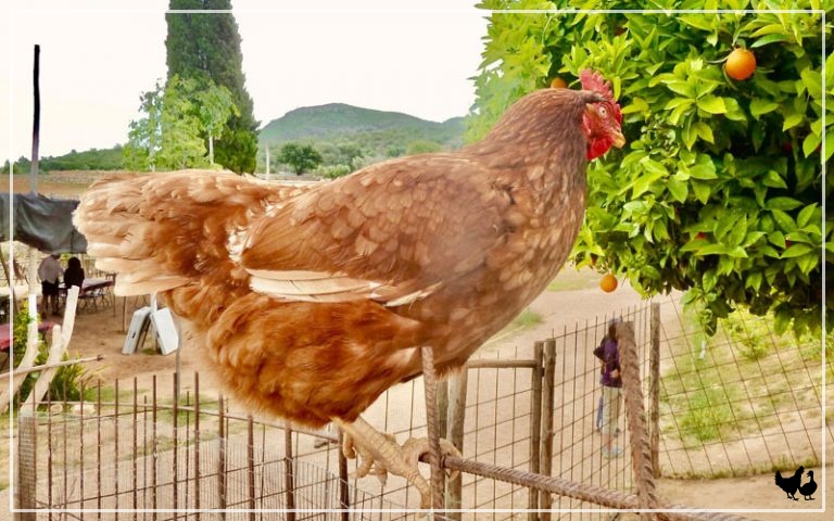 7 Best Chicken Breeds for Arizona - LearnPoultry