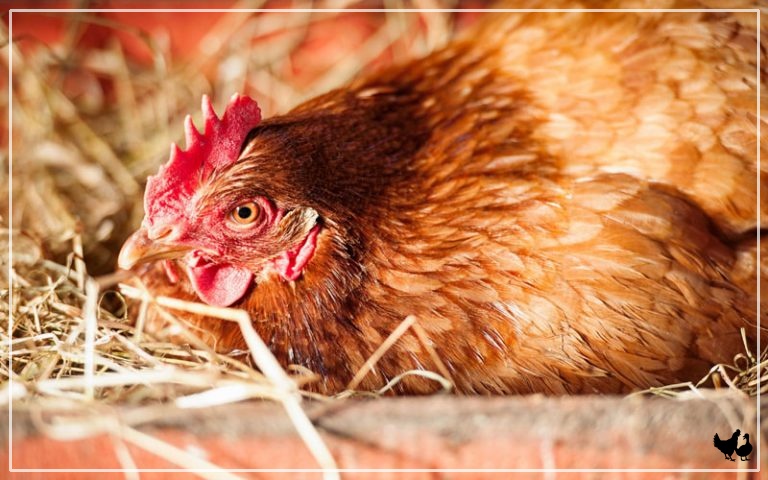 Do Chickens Have Ears? 5 Interesting Facts - LearnPoultry