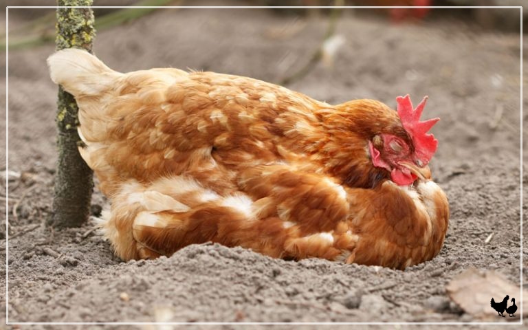How Do Chickens Sleep? - LearnPoultry