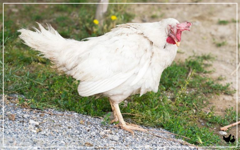 Lethargic Chickens - Signs, Reasons, Treatment - LearnPoultry