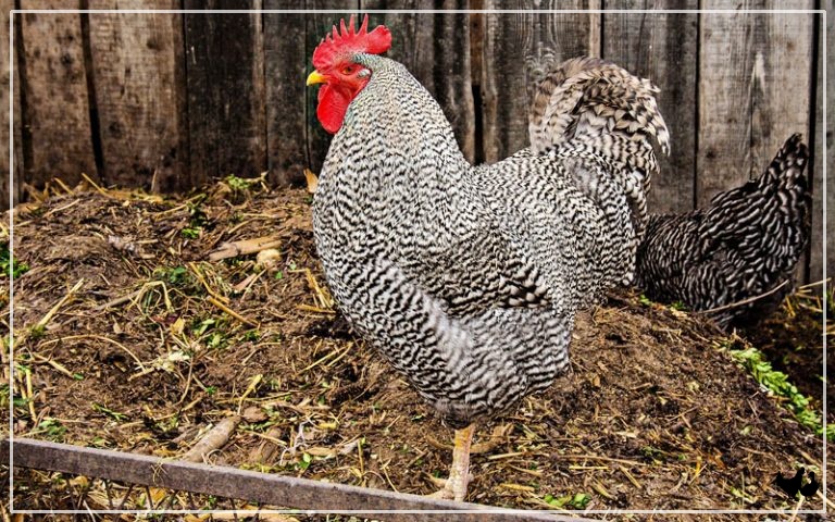 Plymouth Rock Chicken - Breed Profile & Facts - LearnPoultry