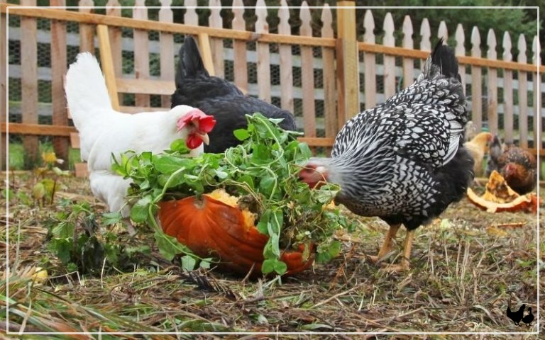 Calcium Deficiency in Chickens - Signs, Treatment, Prevention ...