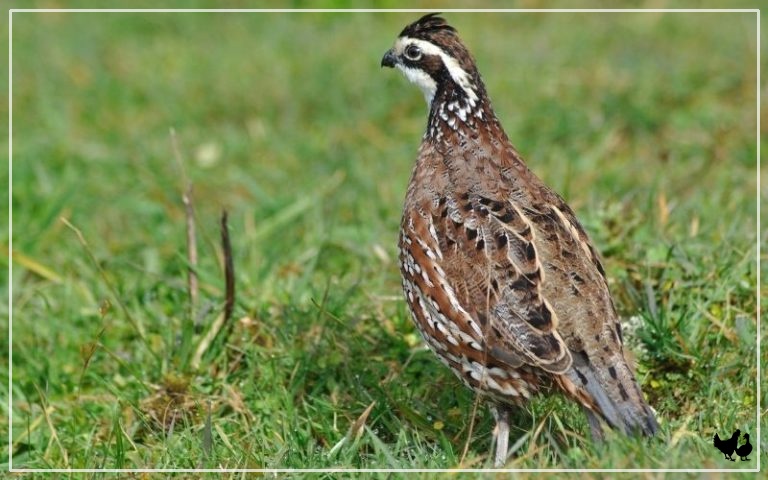 How Many Quails Can You Keep Together? - LearnPoultry