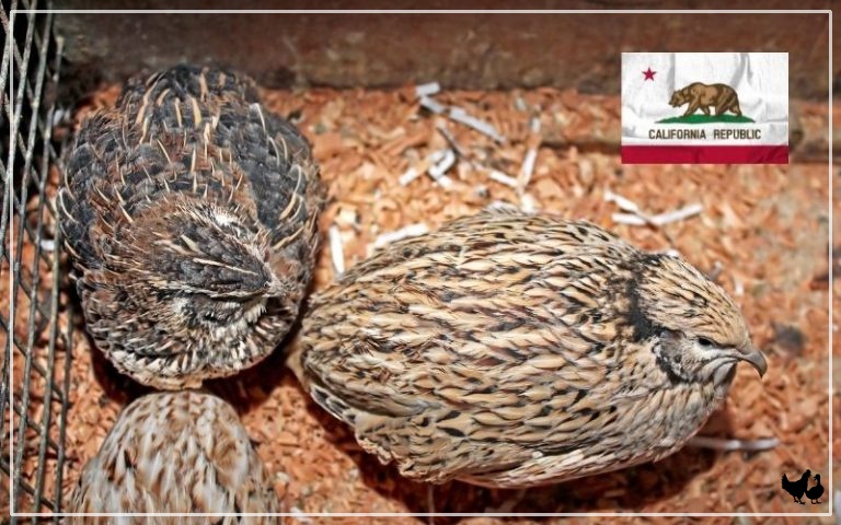 Are Quails Noisy? How Loud Are They? - LearnPoultry