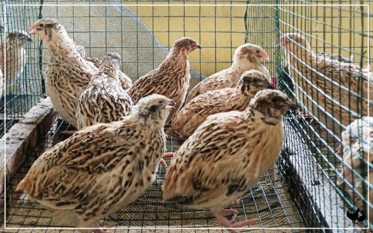 How Many Quails Can You Keep Together? - LearnPoultry