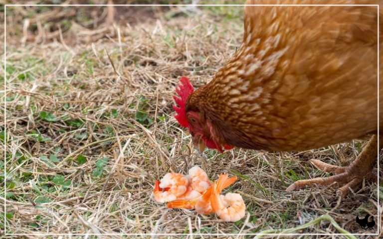 Do Chickens Have Brains? 5 Interesting Facts - LearnPoultry
