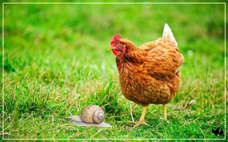 500+ Chicken Names for Hens and Roosters - LearnPoultry