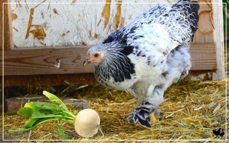 Mystic Onyx Chicken - Breed Profile & Facts - LearnPoultry